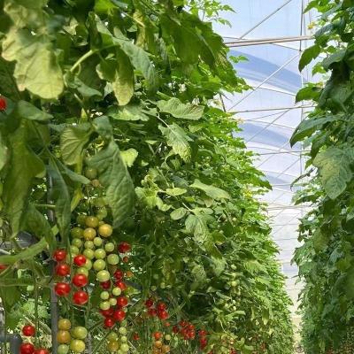 Cina Serra di vetro multi-spano di Venlo con costi di spedizione e tempi di consegna stimati in vendita