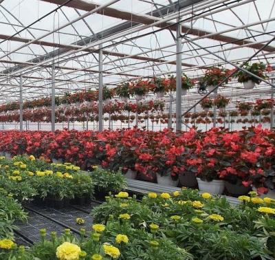 Cina Serra a doppio arco per la coltivazione di pomodori Pagamento iniziale e coltura senza suolo in vendita