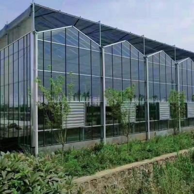 Cina JX-A0018 Serra di vetro per la coltivazione di pomodori 30 giorni Rimborso Rimborsi durevoli Facile in vendita