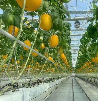 Cina Metodo di coltivazione idroponica PC foglio di giardino fiore luce solare serra per il Canada Area in vendita