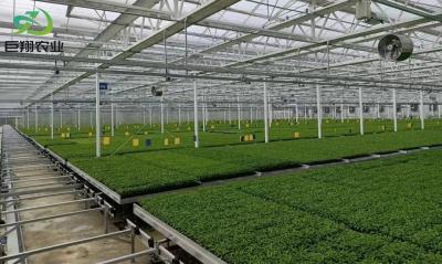 Cina Dimensioni personalizzabili e Juxiang prime s Struttura anti goccia di nebbia per le piantine Perfetto in vendita