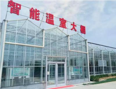 Cina Impianto di semina idroponica all'ombra all'interno con capacità e coltivazione su larga scala in vendita