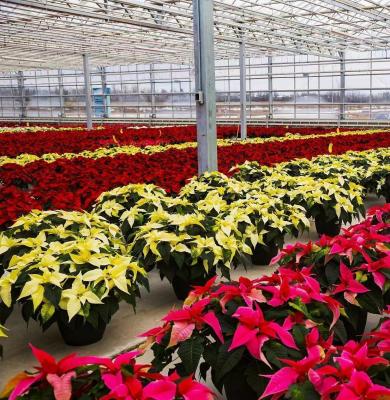 Cina JX-H0068 Serra a tecnologia antidrippo per la personalizzazione di fiori e pomodori offerta in vendita