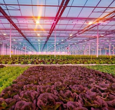 Cina - Fatto serra idroponica con tecnologia anti-gocciolato pieno pagamento coltivazione di verdure in vendita