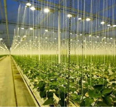 Cina Illuminazione della serra per la coltivazione delle sementi con tecnologie di illuminazione avanzate in vendita