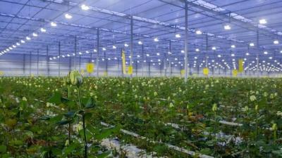 Cina Ritorno di 30 giorni Casa di coltivazione illuminata per piantine Metodo di coltivazione illuminato in vendita