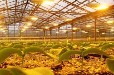 Cina Sistema di coltivazione di pomodori cetrioli lattuga Peso lordo 2000.000kg Richiesta personalizzazione in vendita