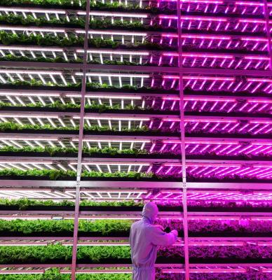 Cina 2000.000kg Spazio ambiente controllato con spruzzatore d'acqua per semina/vergine/frutta/fiore in vendita