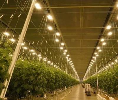 Cina Domanda personalizzata Juxiang Pomodoro Cetriolo Lattuga Struttura Illuminazione serra in vendita