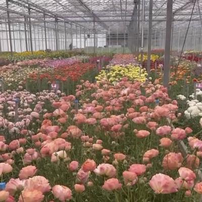Cina Serra di vetro a doppio strato personalizzata per fiori su misura in vendita