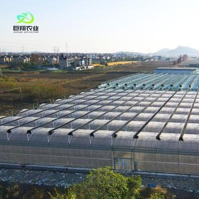 Cina Serra a pellicola multi-span personalizzata per pomodori/comori/peperi/fresche idroponiche in vendita