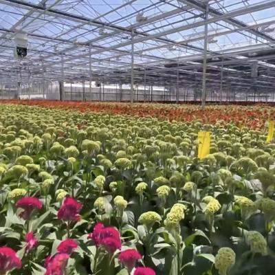 Cina Cassa serra in vetro per la coltivazione di piante 100.000 kg Peso lordo del pacchetto in vendita