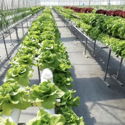 Cina Serra di vetro agricolo Rifugio per le colture richiesta personalizzata US 20/mq in vendita