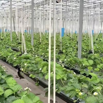 Cina Grandi serre in vetro per la crescita sostenibile US 20/metro quadrato Grande dimensione in vendita