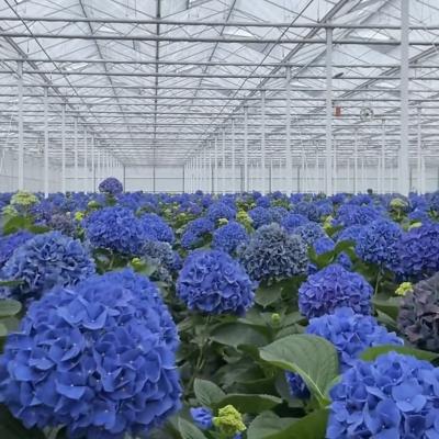 Cina Serra in vetro floreale personalizzata per la coltivazione di fiori in vendita