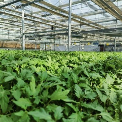 Cina Serra di irrigazione a goccia coperta di vetro con opzione di pagamento ragionevole e completo in vendita