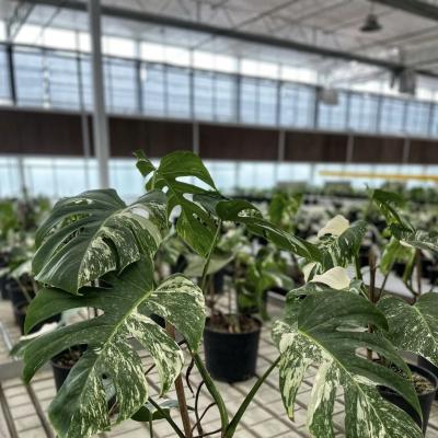 Cina Sistema idroponico in serra per la coltivazione di fiori Materiali da costruzione Struttura in acciaio in vendita
