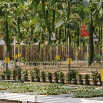 Cina Pacco Peso lordo 100.000 kg Serra in vetro singolo con irrigazione a goccia e galleggiante in vendita