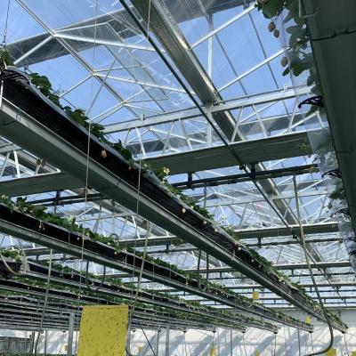 Cina Serre commerciale a tetto in vetro con sistema idroponico con garanzia di 30 giorni in vendita