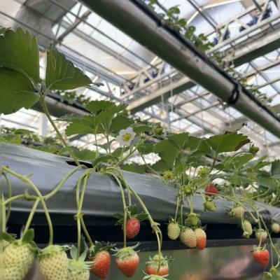 Cina Restituzioni di rimborso Serre a vetro a goccia a doppio strato per la coltivazione di fiori in vendita