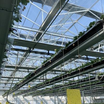 Cina Grande serra in vetro di origine cinese per la coltivazione di fiori in vendita