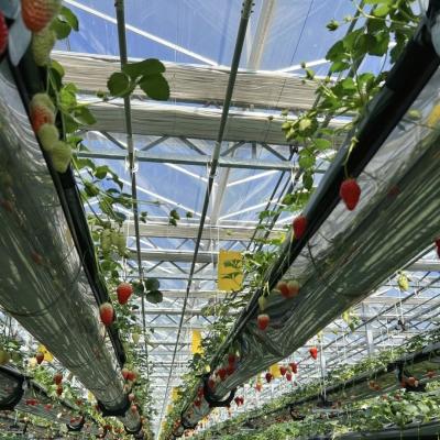 Cina Serra in vetro idroponica ad alta trasmissione luminosa Perfetta per serre commerciali in vendita