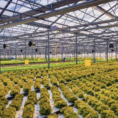 Cina Serra di vetro idroponica per la coltivazione di fiori all'interno di un tetto di tipo in vendita