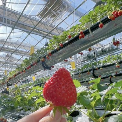 Cina Serra di vetro per fiori e verdure in vendita