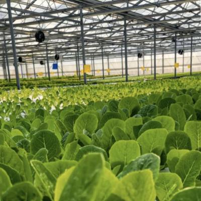 Cina Serra in vetro a doppio strato a prezzi accessibili US 20/metro quadrato Sistema di fiore idroponico in vendita