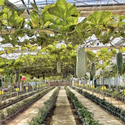 Cina Struttura in acciaio Serra di vetro per fiori in vendita