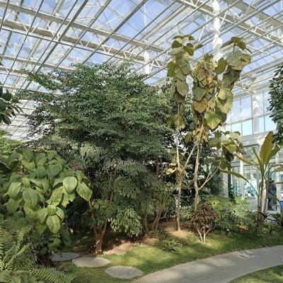 Cina Copertura del tetto in forma di serra per la coltivazione di fiori in vetro in vendita