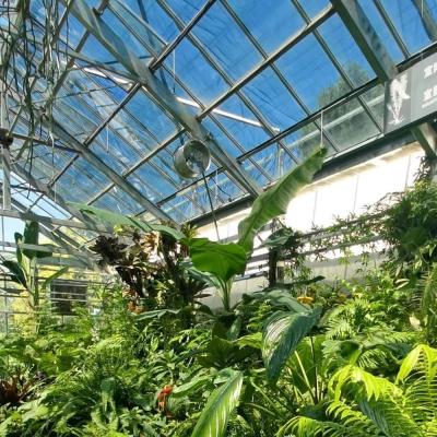 Cina 80.000kg Pacchetto Peso lordo Serra di vetro per irrigazione a goccia con verdura in vendita