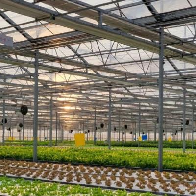 Cina Tipo di vetro di tetto impianto idroponico per serra commerciale per disponibilità tutto l'anno in vendita