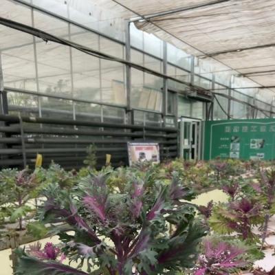 Cina Sistema idroponico in vetro a prezzo ragionevole per il massimo utilizzo dello spazio in vendita
