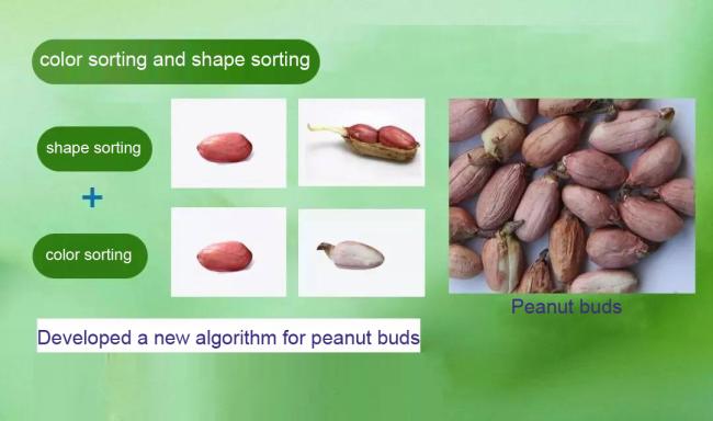 color sorting and shape sorting for peanut