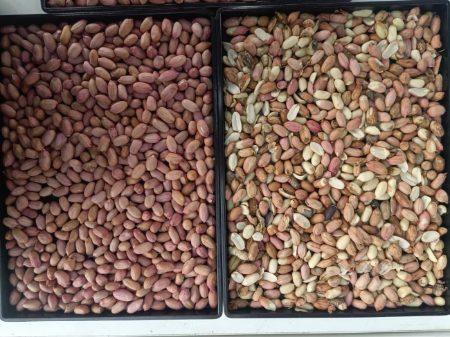 peanut optical sorter