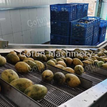 Dried Fruit Production Line Tropical Fruit Processing Machinery Expert