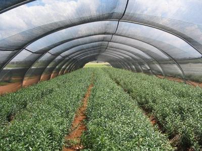 China La red negra de la sombra para la red de la sombra de Sun de las plantas y de los jardines es hecha del material del polietileno (HDPE) añadiendo los estabilizadores ULTRAVIOLETA en venta