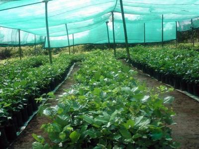 China Red agrícola verde de la sombra del HDPE en venta