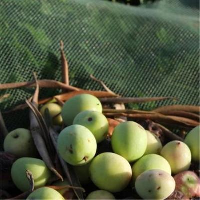 China Mono Date Palm Mesh Bag for date cover against the insect and birds. for sale