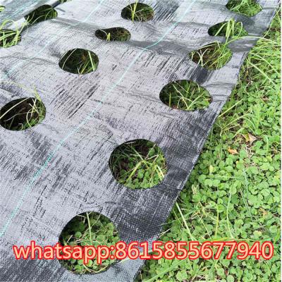 China PP Weed Barrier Fabric to Amazon for sale