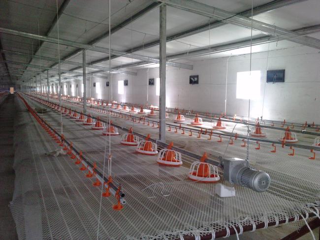 Bevitori del capezzolo della griglia della quaglia del pollo con le tazze per il sistema di innaffiatura del pollame