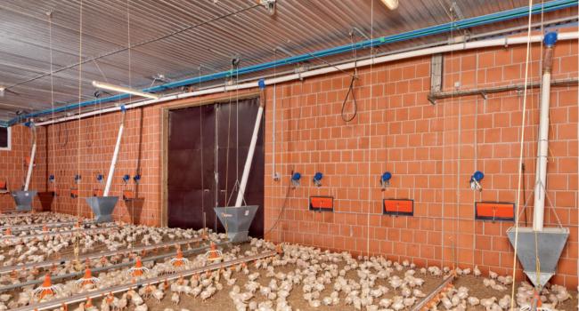 Automatic poultry chicken farm nipple drinker water system for broilers layers quail hen farming watering raising