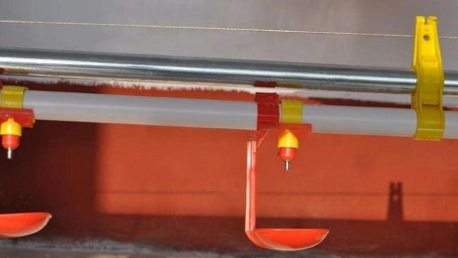 Automatic poultry chicken water for quail birds farm system China price