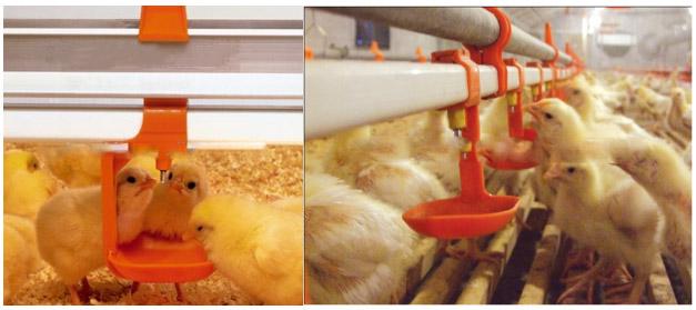 With lock locking Square Pipe Chicken poultry Nipple Drinker water Hanging Suspension Drip cups