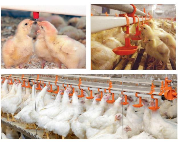 chicken nipple drinker for poultry layers breeders farm water corti many types