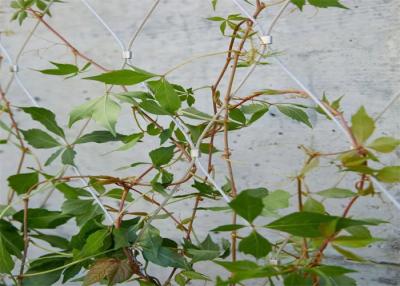 Cina cavo Mesh For Growing Vines della maglia SUS316l 100x100mm del cavo metallico del metallo di 2mm in vendita