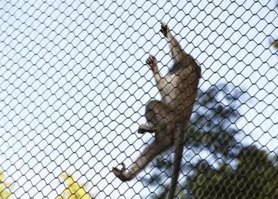 China Ss304 Flexible Zoo Netting 150x150mm Webnet Stainless Steel Mesh For Monkey Cage for sale