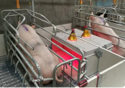 Chine baby pig used nursery weaning crate weaning fence for piglets à vendre