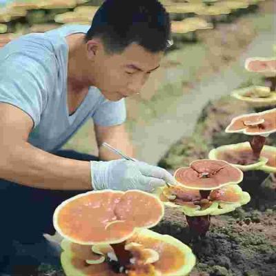 中国 無毒な全部分によって乾燥される霊芝 ルシダムのきのこの多糖類 販売のため